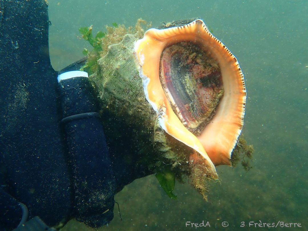Pour un plan de gestion du Rapane dans l’étang – Sous la surface de l ...